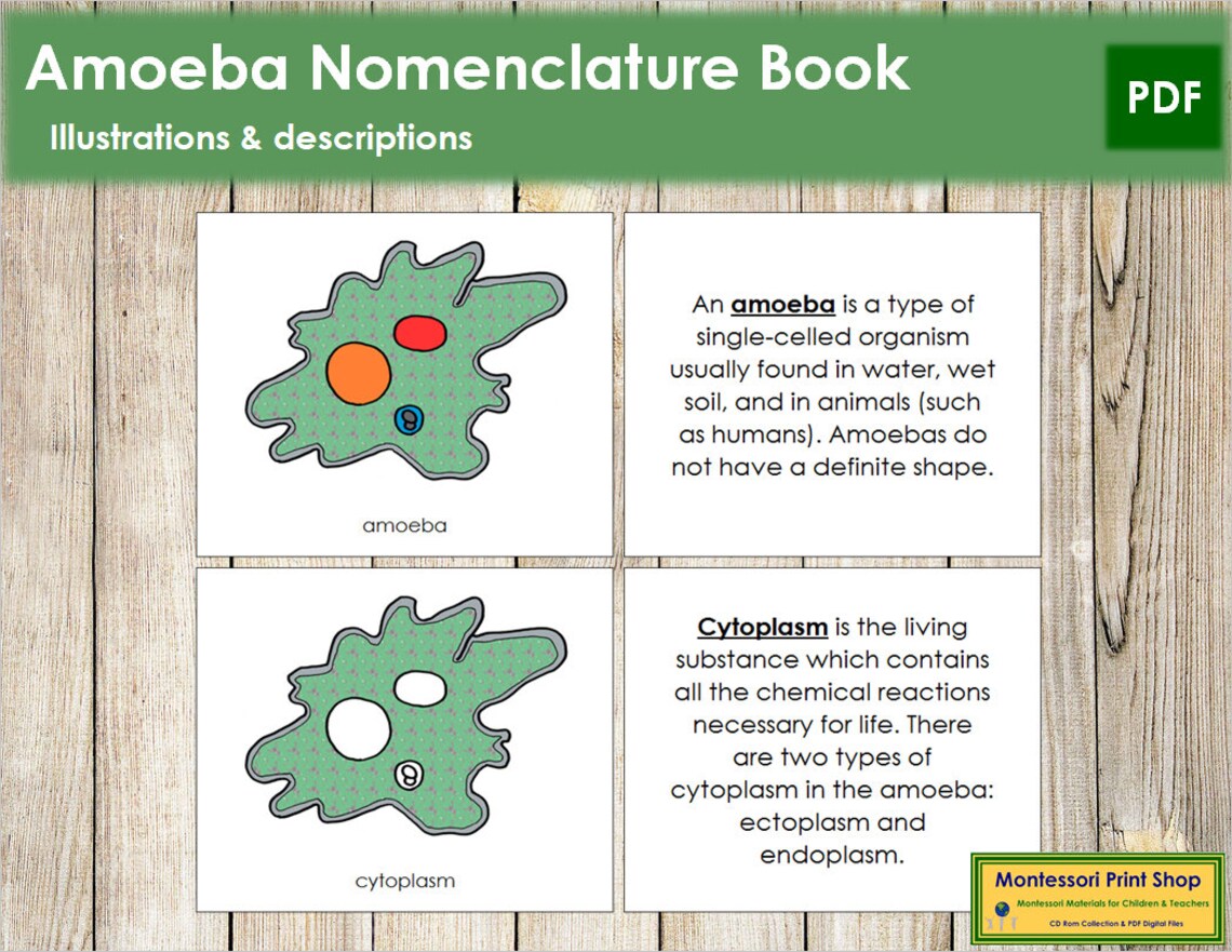 Parts of an Amoeba Nomenclature Book Science Printable | Etsy Canada