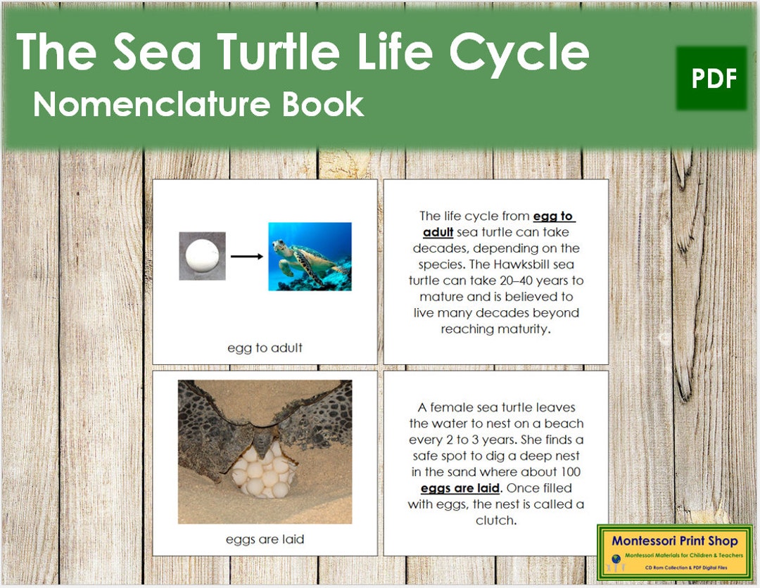 The Sea Turtle Life Cycle Book Montessori Nomenclature - Etsy
