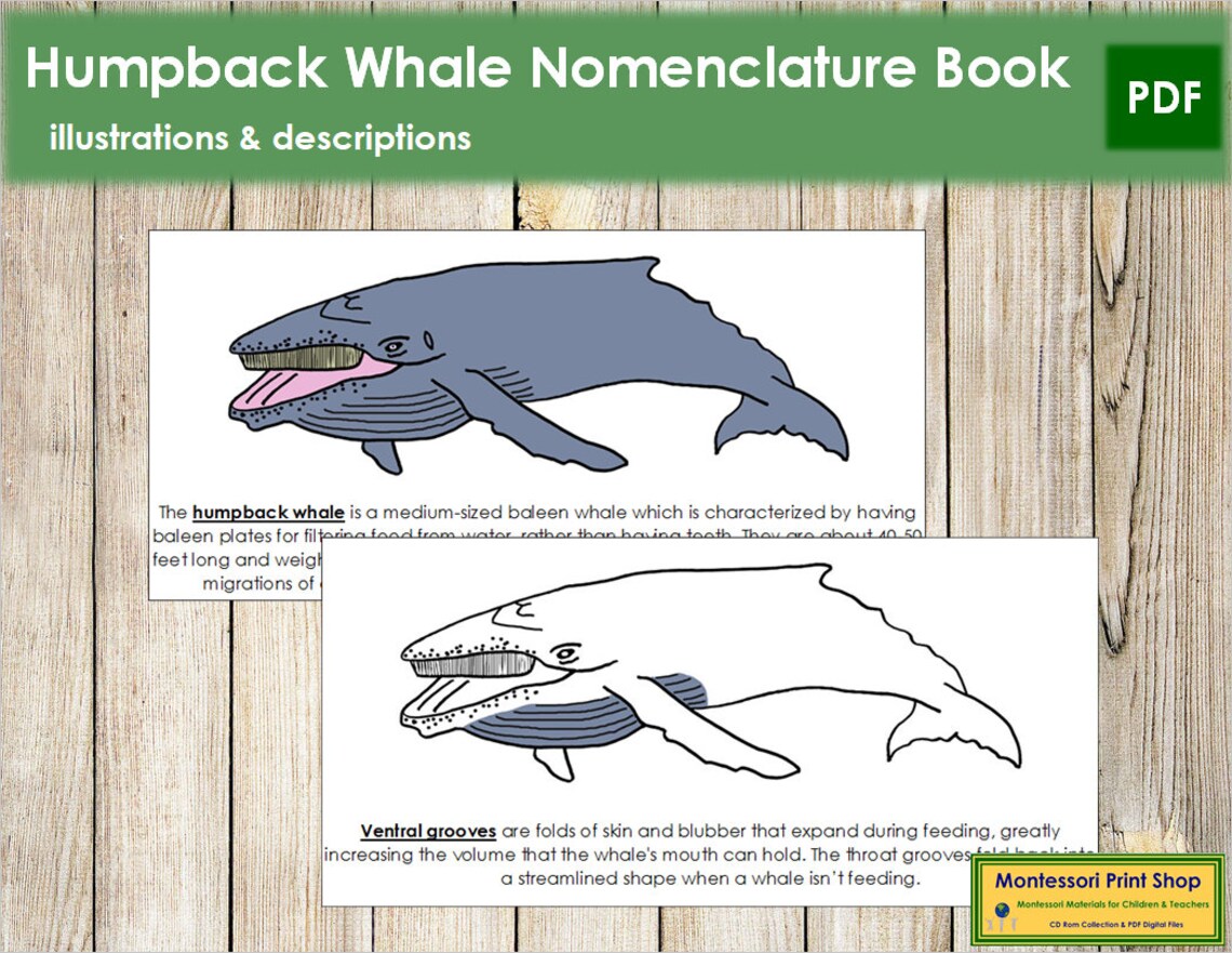 Parts of a Humpback Whale Nomenclature Book Montessori | Etsy
