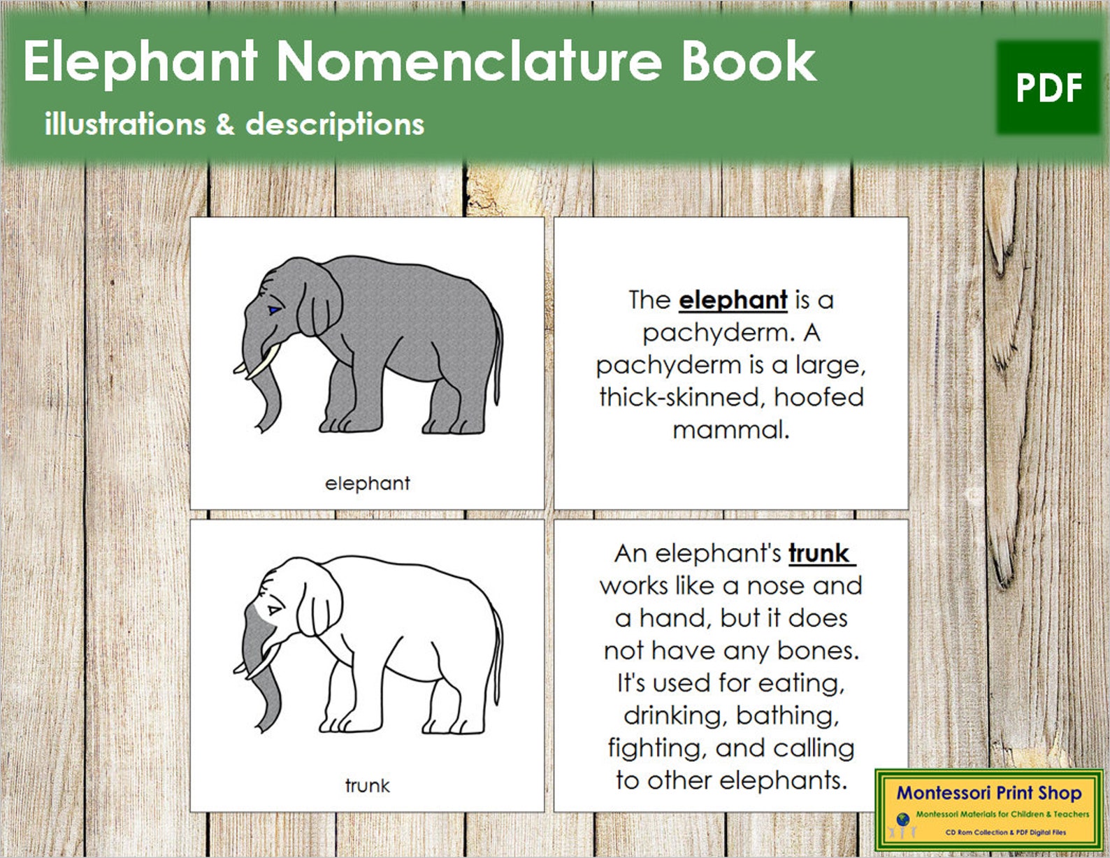 Parts of an Elephant Nomenclature Book Montessori Zoology | Etsy