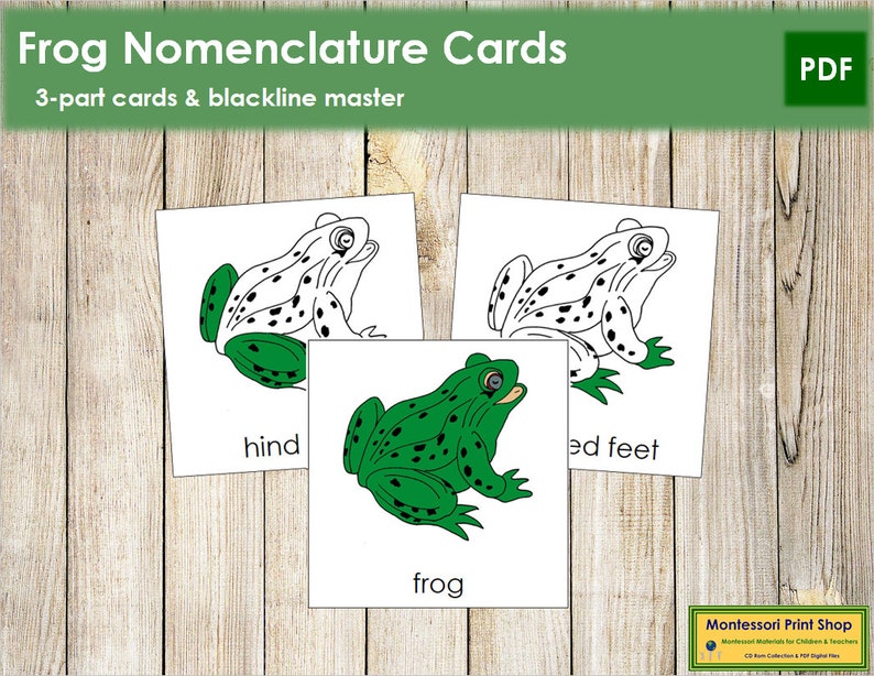 Parts of a Frog Nomenclature 3-part Cards Montessori Zoology | Etsy Canada