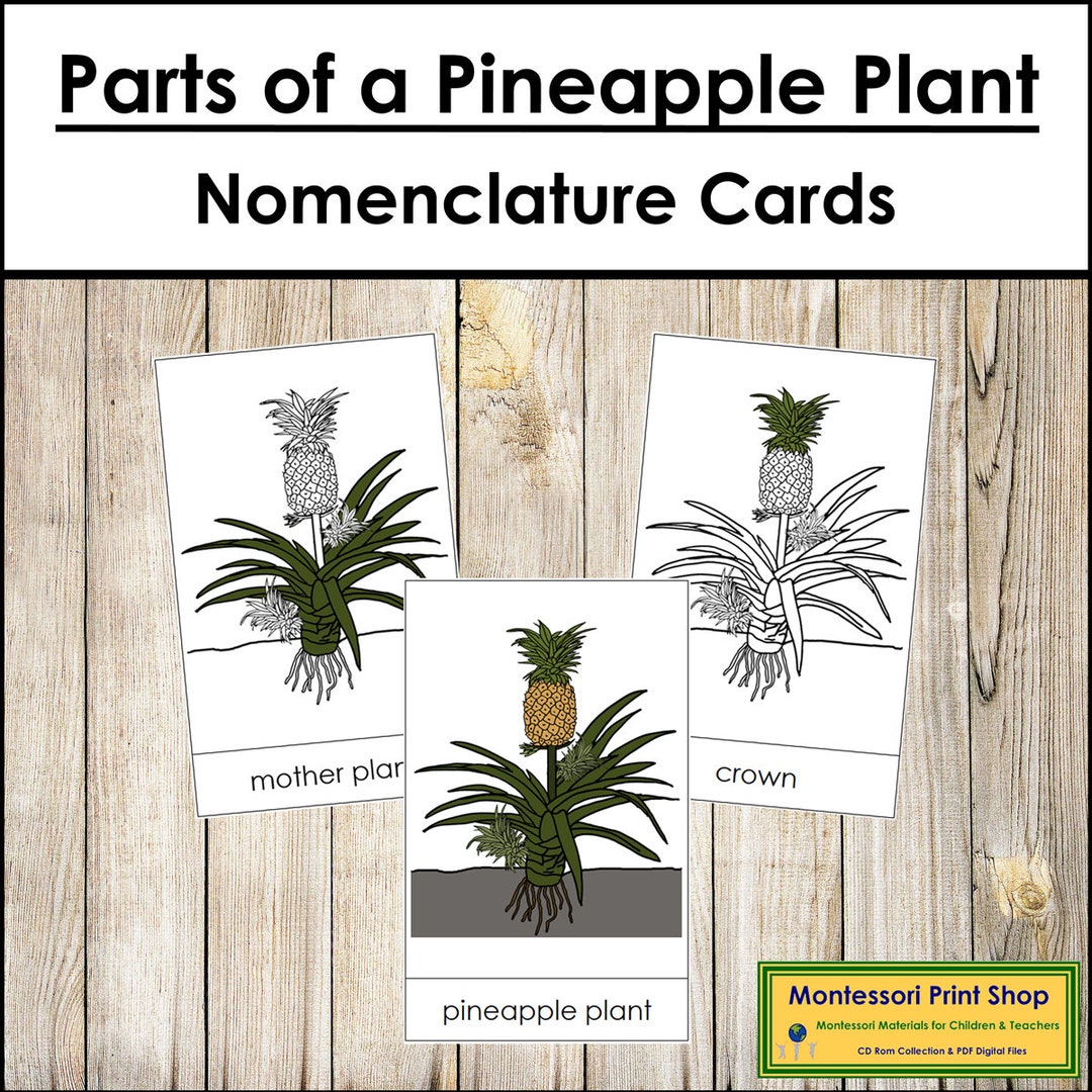Parts of a Pineapple Plant Nomenclature 3-part Cards & Blackline Master ...