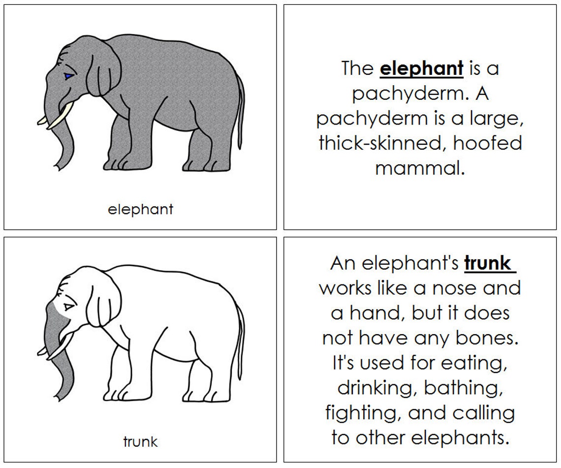 Parts of an Elephant Nomenclature Book Montessori Zoology | Etsy