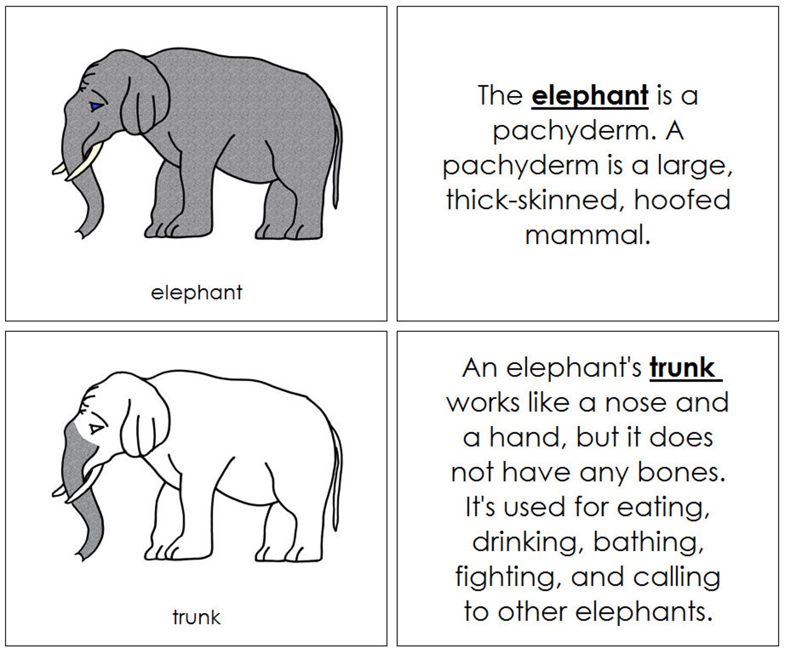 Parts of an Elephant Nomenclature Book Montessori Zoology | Etsy