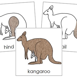 Parts of a Kangaroo Nomenclature 3-part Cards & Blackline Master ...