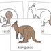 Parts of a Kangaroo Nomenclature 3-part Cards & Blackline Master ...