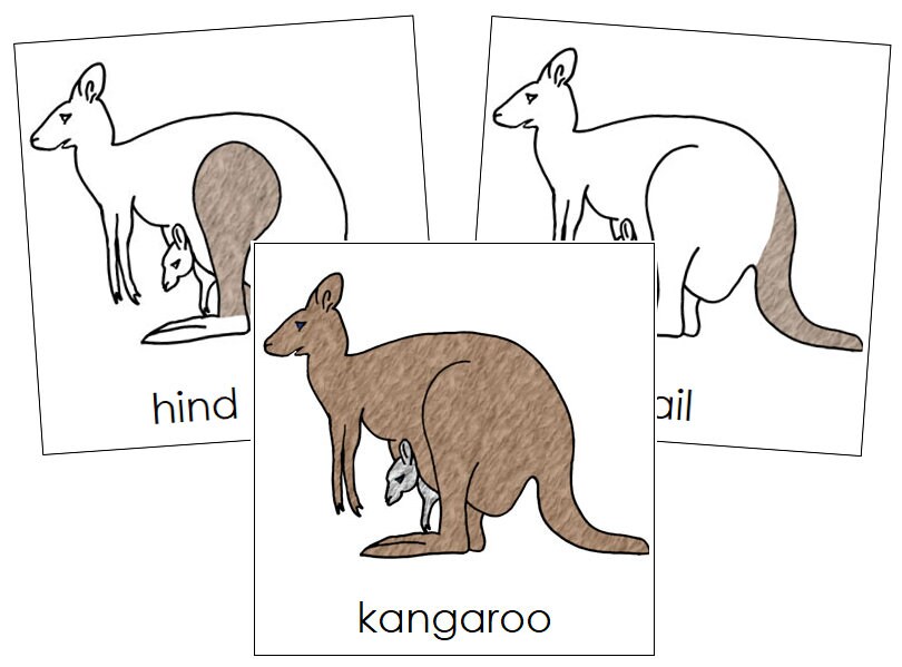 Parts of a Kangaroo Nomenclature 3-part Cards Montessori Zoology ...