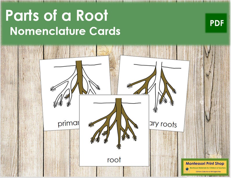 Parts of a Root Nomenclature 3-part Cards Montessori Botany - Etsy