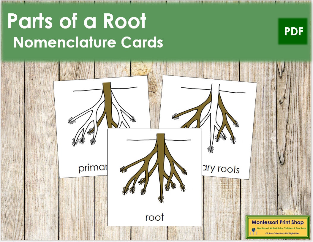 Parts of a Root Nomenclature 3-part Cards Montessori Botany - Etsy