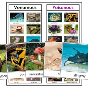 Venomous or Poisonous? Animals and Plants Sorting Cards & Control Chart ...