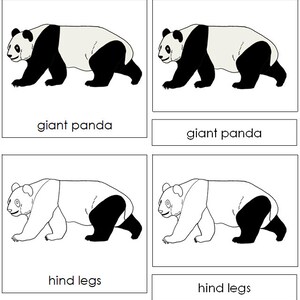 Parts of a Giant Panda Nomenclature 3-part Cards & Blackline Master ...
