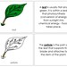 Parts of a Leaf Nomenclature Book - Montessori Botany (digital Download ...