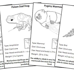 Animals of the World Information Cards Bundle (blackline Masters ...