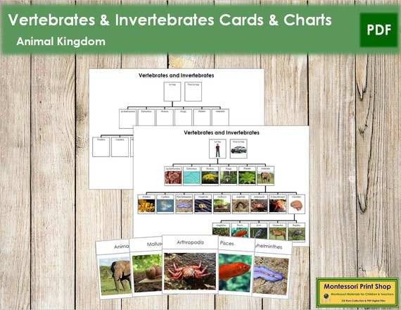 Invertebrates And Vertebrates Chart