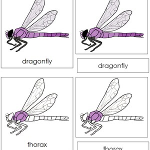 Parts of a Dragonfly Nomenclature 3-part Cards - Montessori Zoology ...