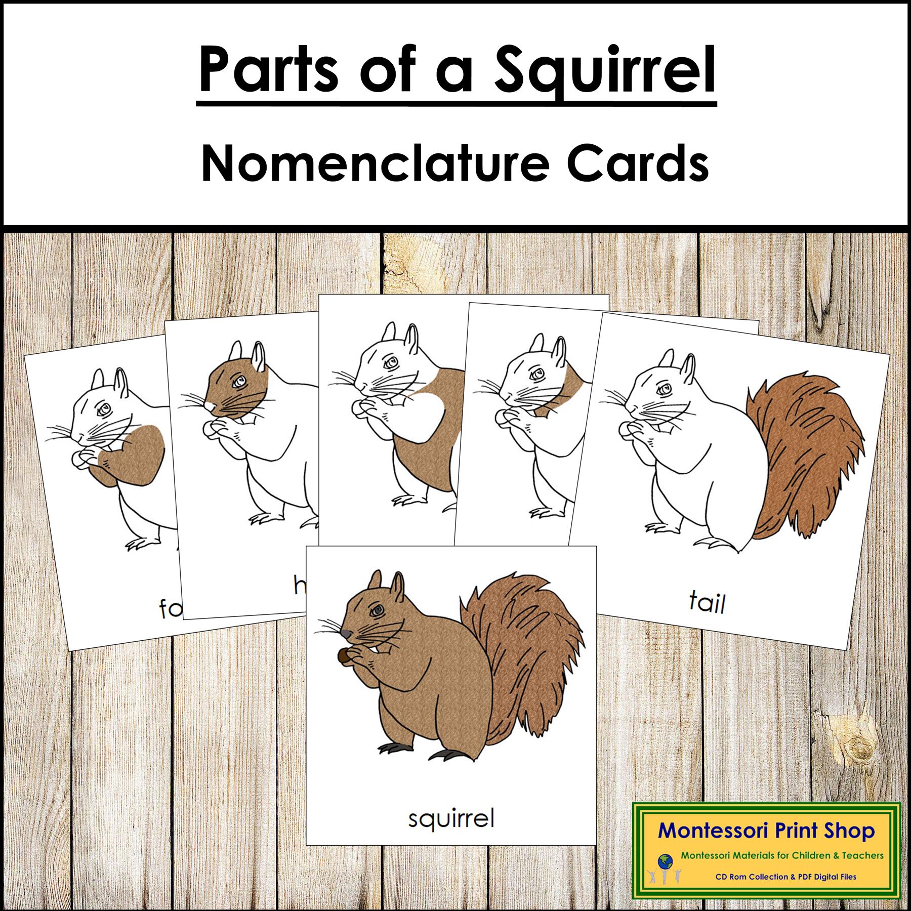 Parts of a Squirrel Nomenclature 3-part Cards & Blackline Master ...