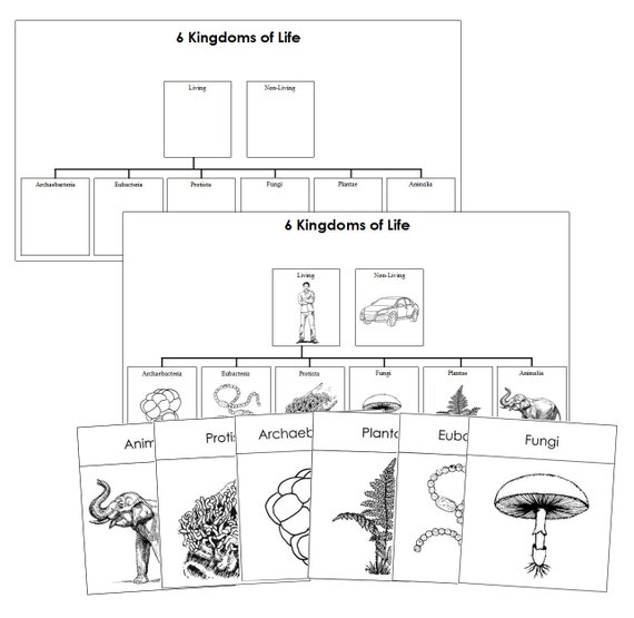 Kingdoms Of Life Worksheet 684462 | Kingdoms Of Living Things