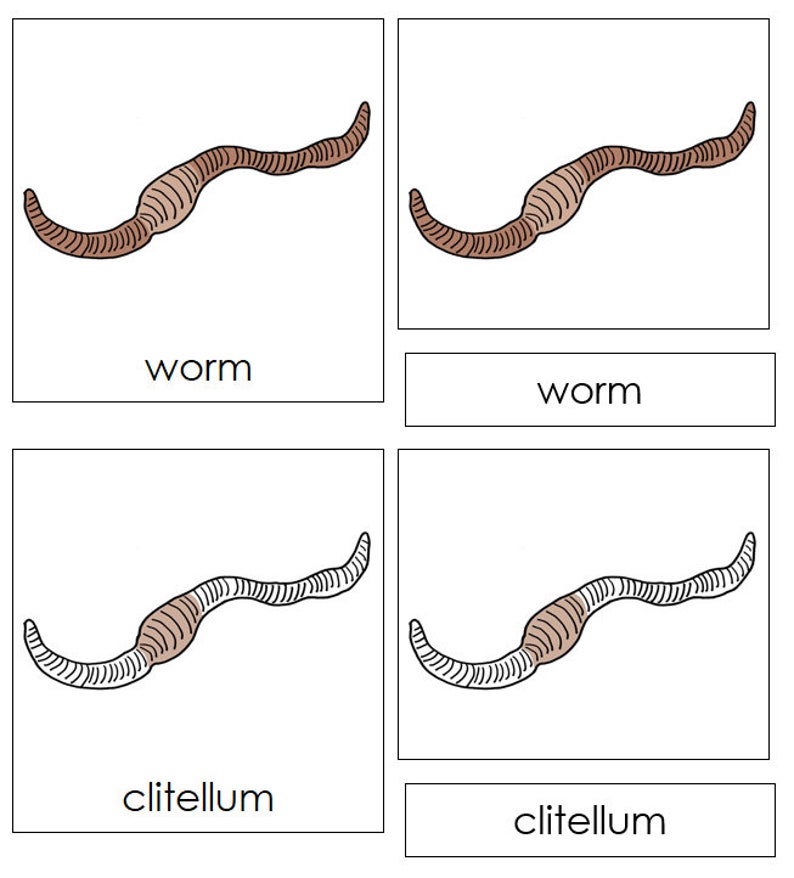 Parts of a Worm Nomenclature 3-part Cards Zoology - Etsy