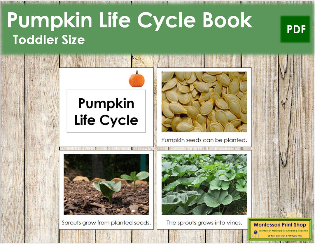 Pumpkin Life Cycle Book Printable Toddler Montessori - Etsy