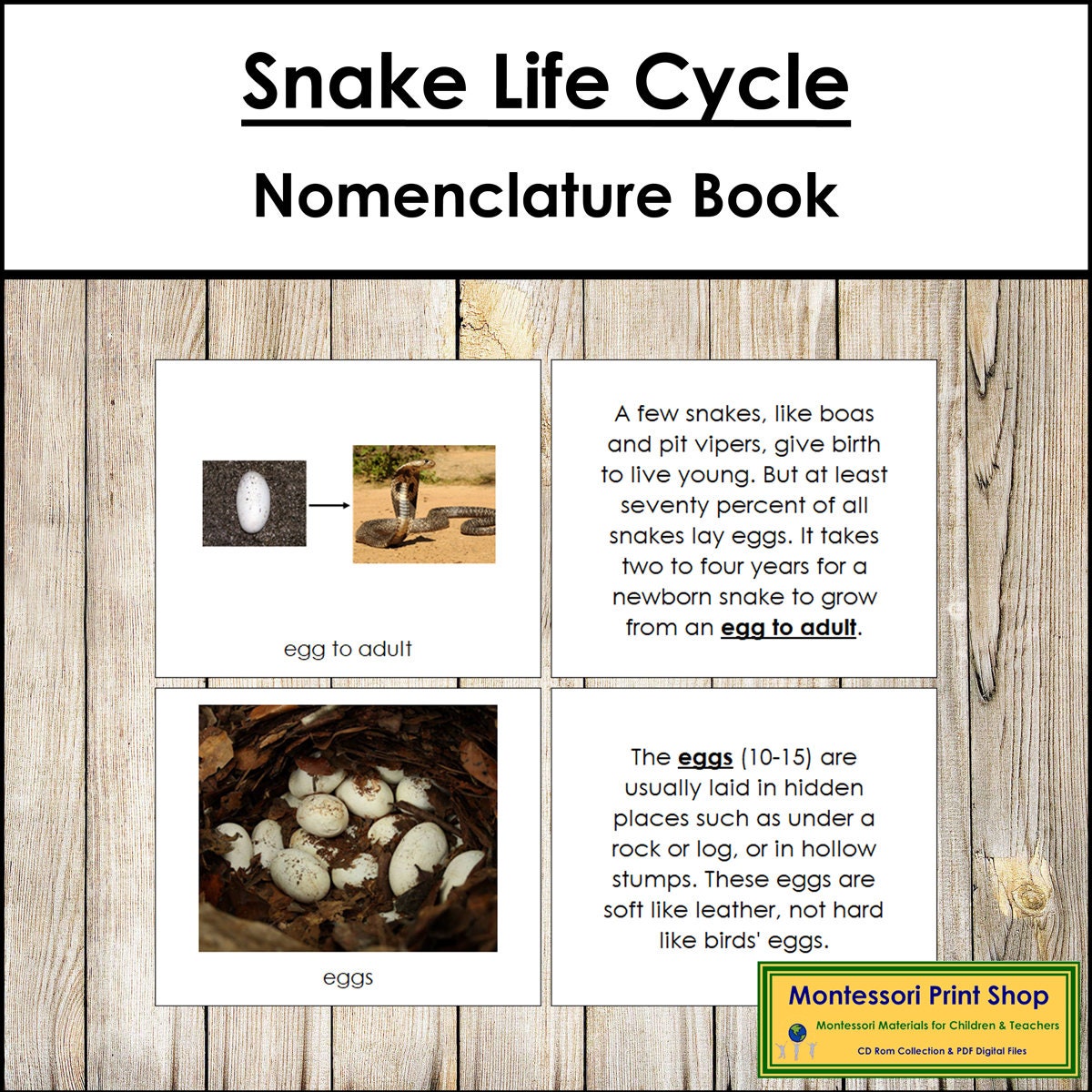 Life Cycle Of A Snake