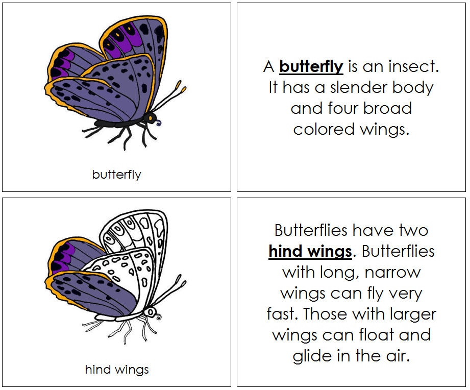 Parts of a Butterfly Nomenclature Book Montessori Zoology | Etsy Canada