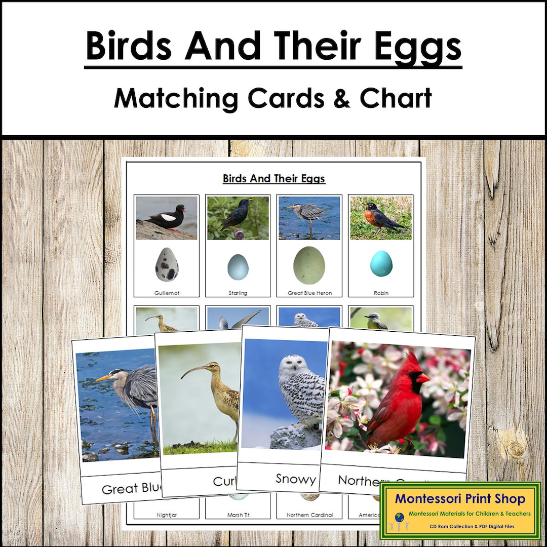 Birds and Their Eggs Sorting Cards & Control Chart - Zoology ...