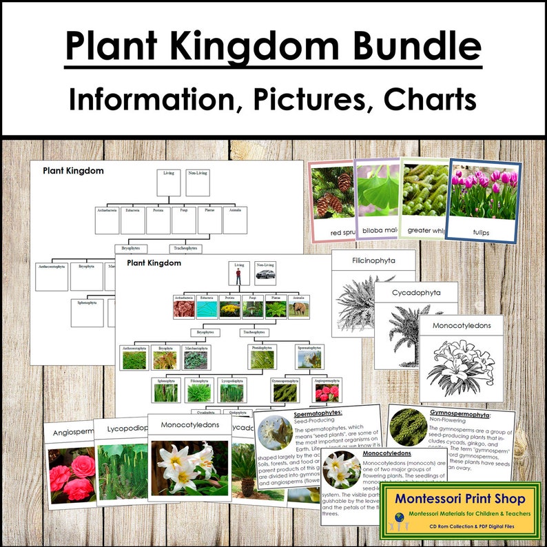 Plant Kingdom Charts & Cards Bundle - Montessori Botany Classification ...