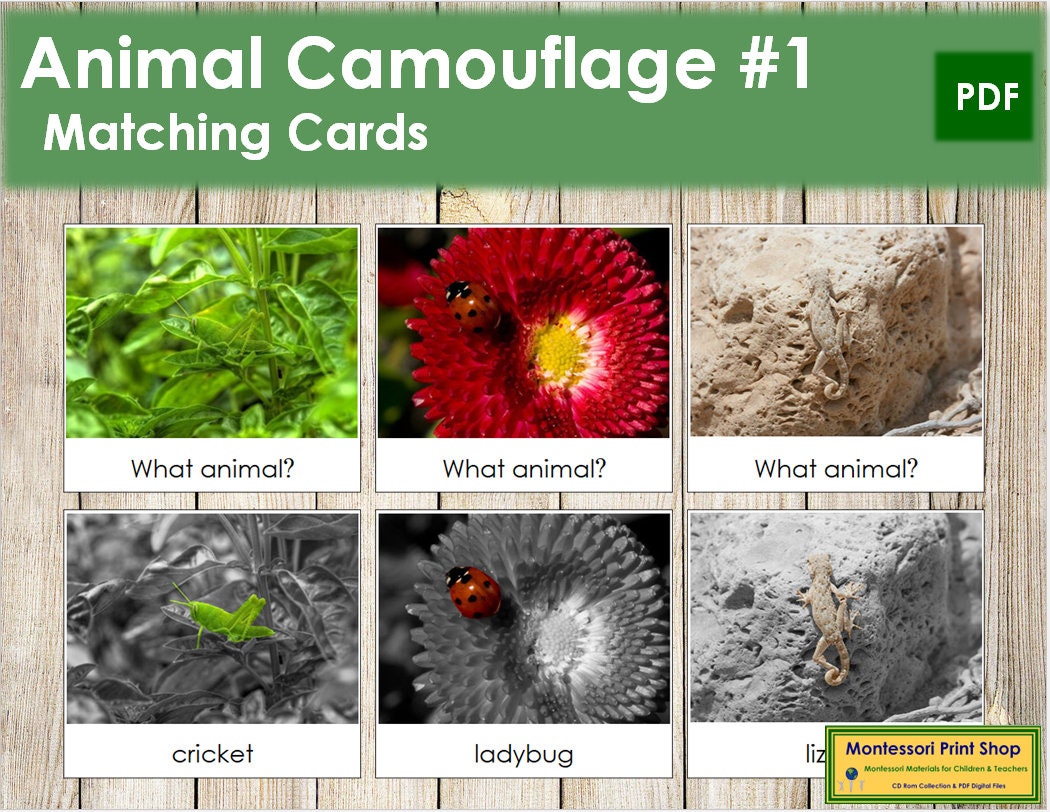 Animal Camouflage Matching Cards Set 1 Zoology Printable - Etsy