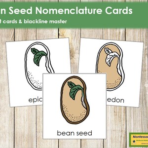 Parts of a Bean Seed Nomenclature 3-part Cards Montessori - Etsy Canada