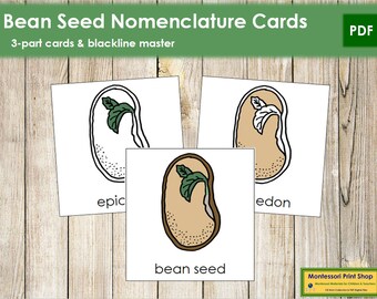 Parts of a Plant Nomenclature 3-part Cards Montessori Botany | Etsy