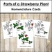 Parts of a Strawberry Plant Nomenclature 3-part Cards & Blackline ...