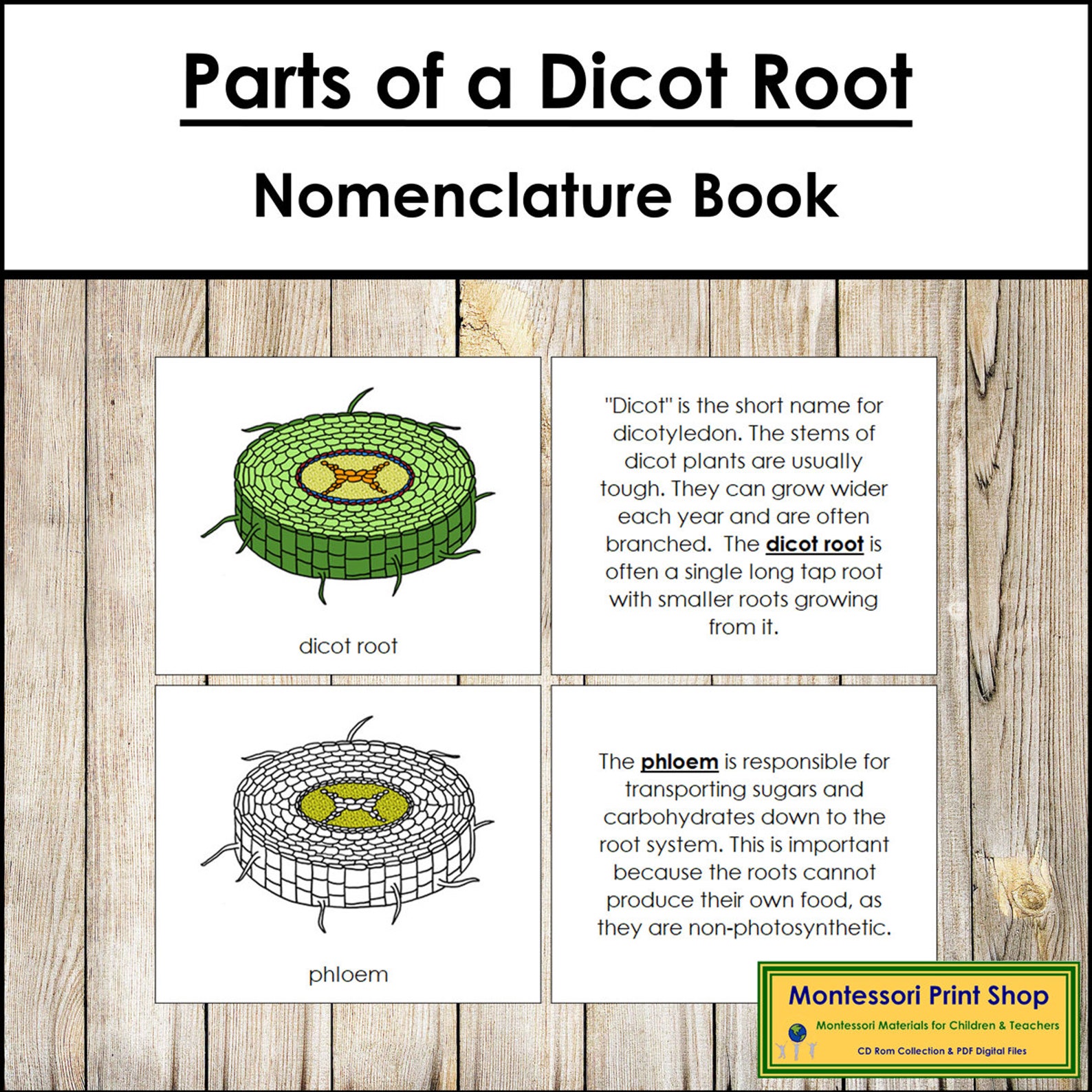 Parts of a Dicot Root Nomenclature Book Botany Printable - Etsy