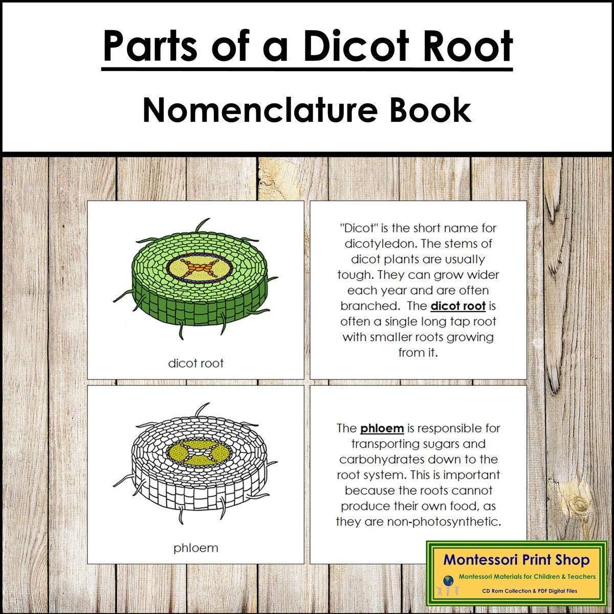 Dicot Root Model Labeled
