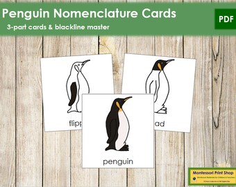 Parts of a Honey Bee Nomenclature 3-part Cards Montessori | Etsy