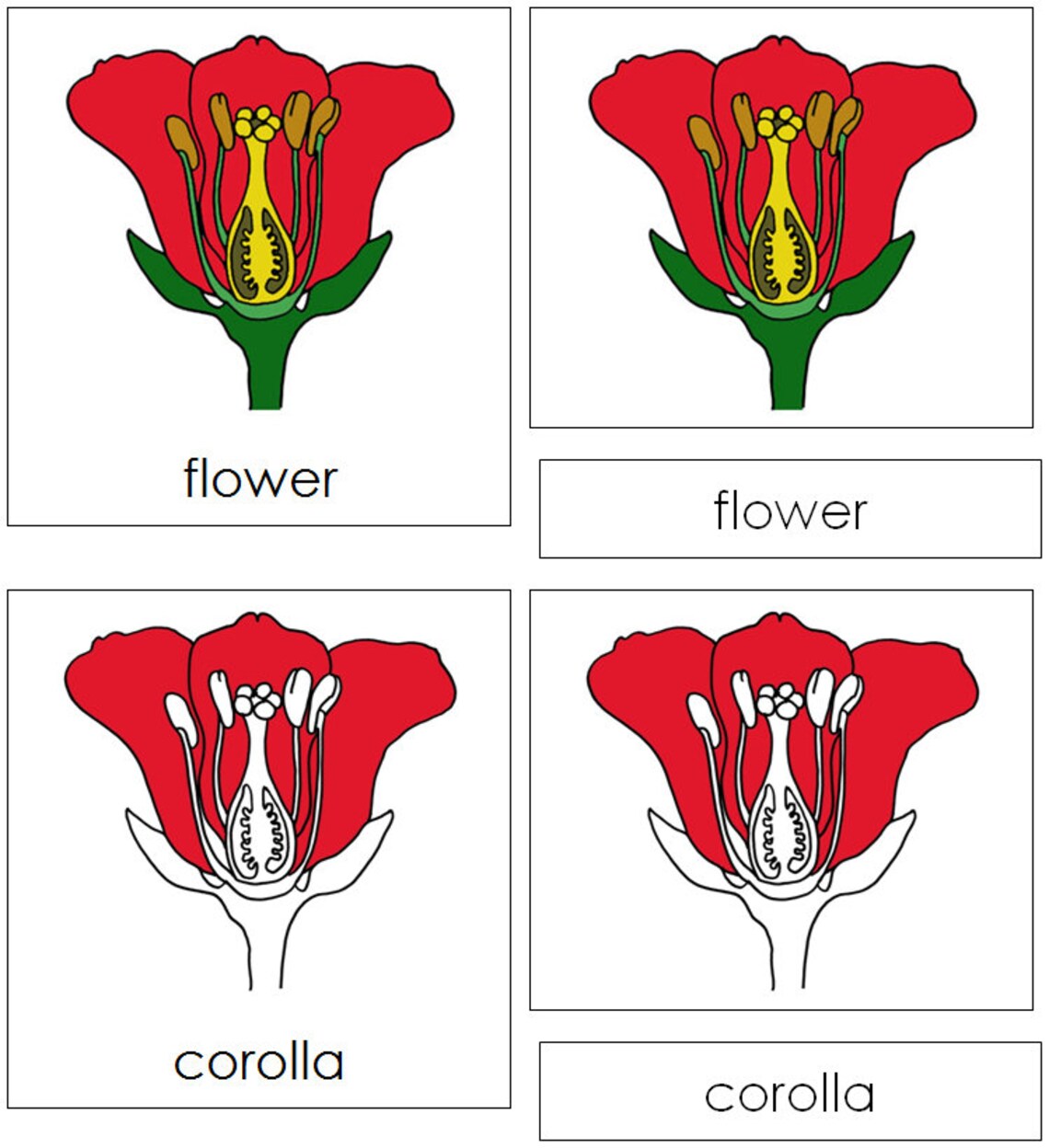 Botany Nomenclature Bundle Set 1 [3-part Cards, Blackline Masters ...