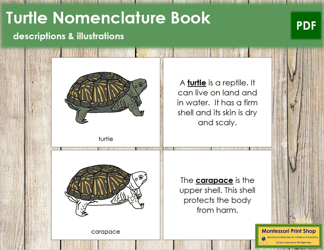Parts of a Turtle Nomenclature Book Montessori Zoology | Etsy Canada