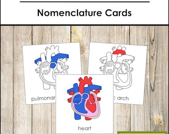 Parts of a Human Skull Puzzle With Nomenclature Cards 3-6 Montessori ...