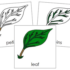 Parts of a Leaf Nomenclature 3-part Cards & Blackline Master ...