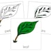 Parts of a Leaf Nomenclature 3-part Cards & Blackline Master ...