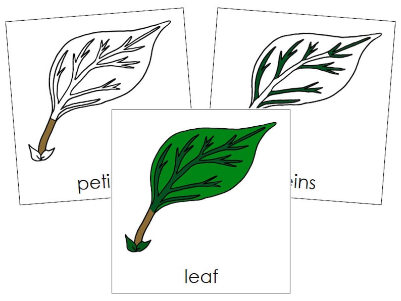 Parts of a Leaf Nomenclature 3-part Cards & Blackline Master ...