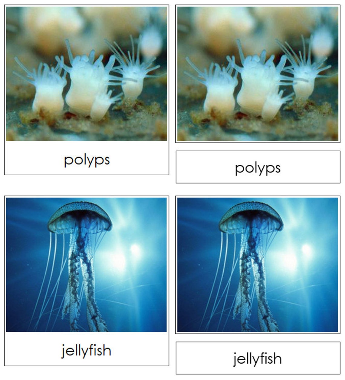 The Jellyfish Life Cycle Nomenclature 3-part Cards, Chart & Blackline ...
