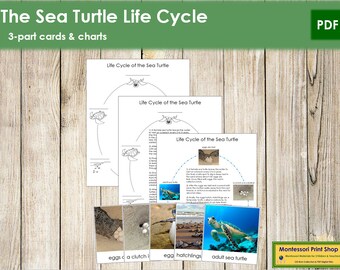 The Salmon Life Cycle 3-part Cards & Charts Montessori | Etsy
