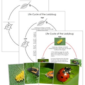 The Ladybug Life Cycle 3-part Cards & Charts - Montessori Nomenclature ...