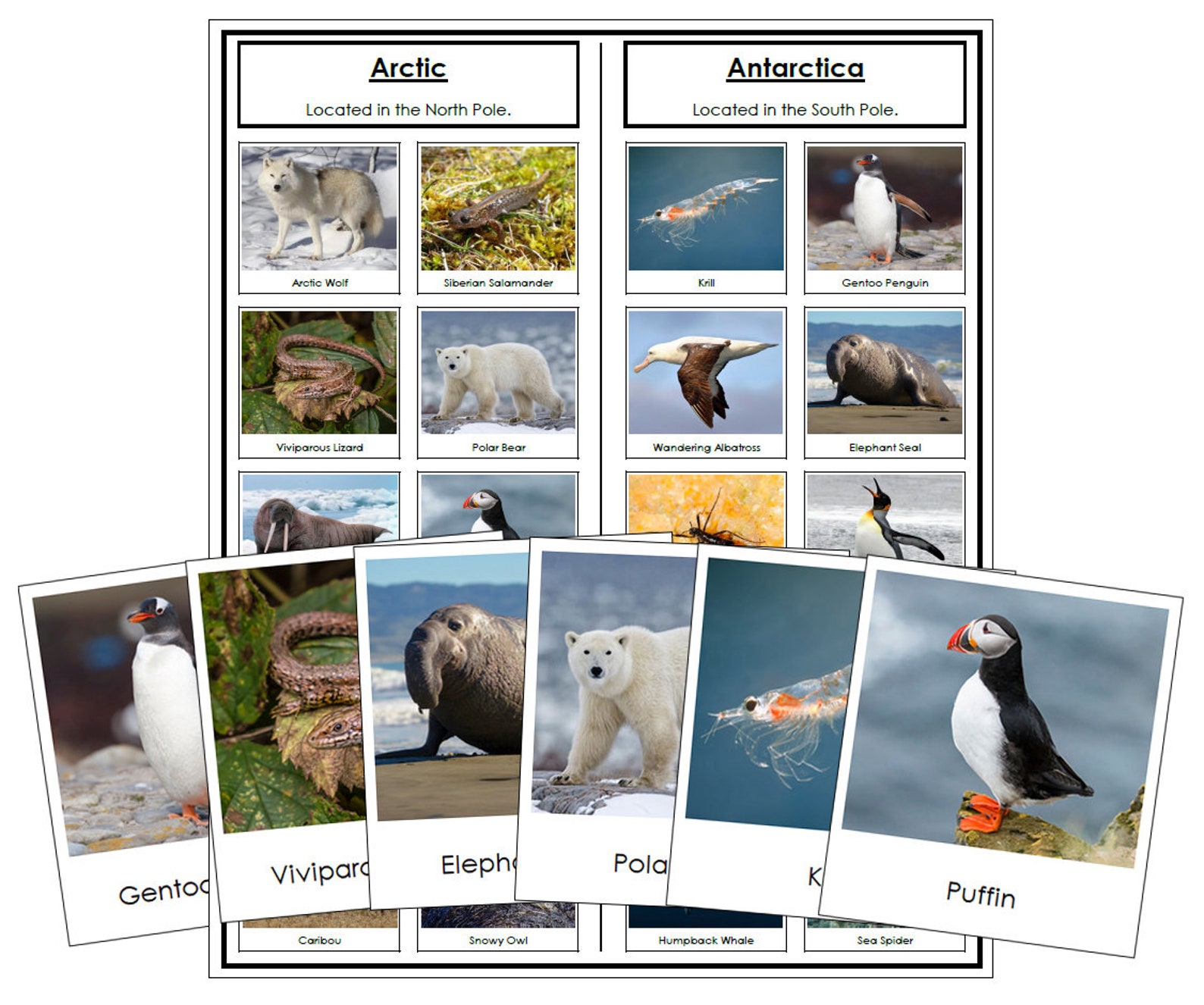 Arctic and Antarctic Animal Sorting Cards & Control Chart Zoology ...