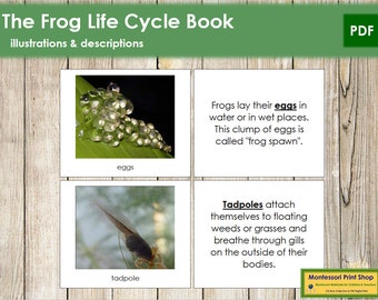 The Dragonfly Life Cycle Book Montessori Nomenclature | Etsy