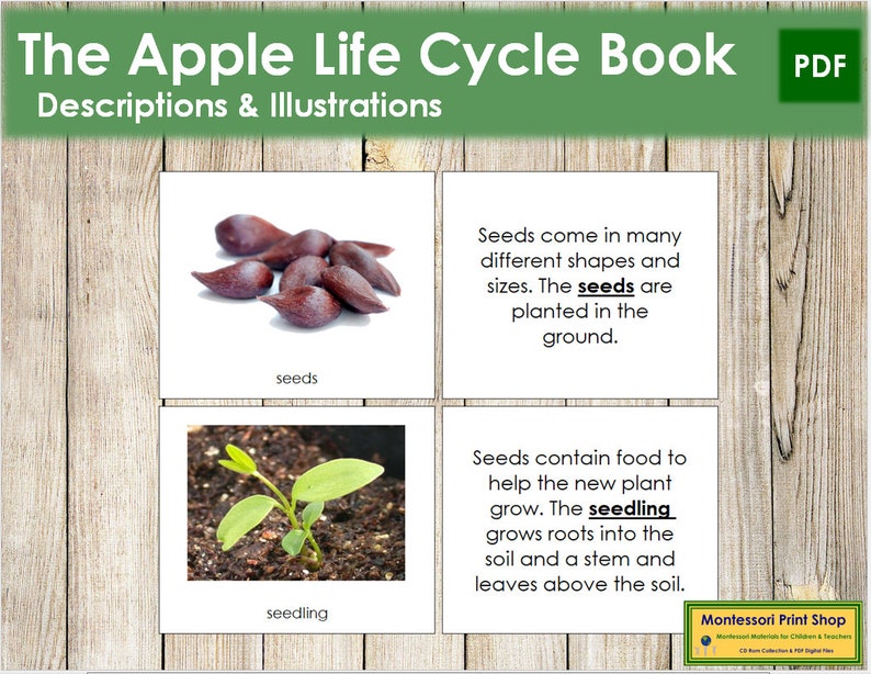 The Apple Life Cycle Book Montessori Nomenclature - Etsy