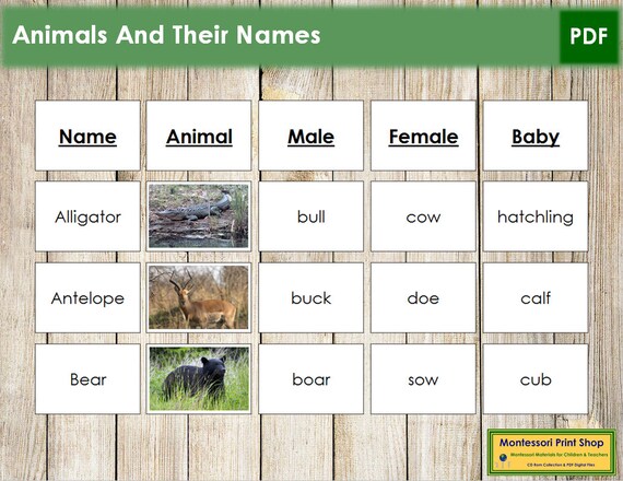 Animals And Their Names Zoology Printable Montessori Cards | Etsy