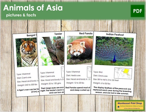 Animals of Asia Facts & Picture Cards color-coded | Etsy