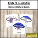 Parts of a Jellyfish Nomenclature 3-part Cards Montessori Zoology ...