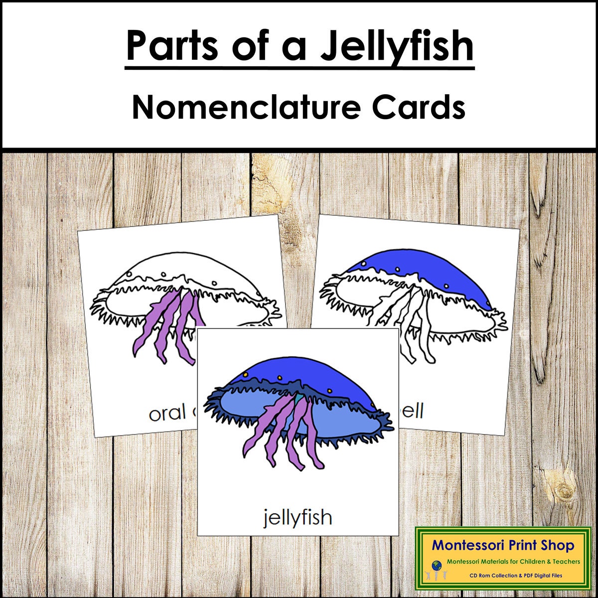 Parts of a Jellyfish Nomenclature 3-part Cards Montessori - Etsy